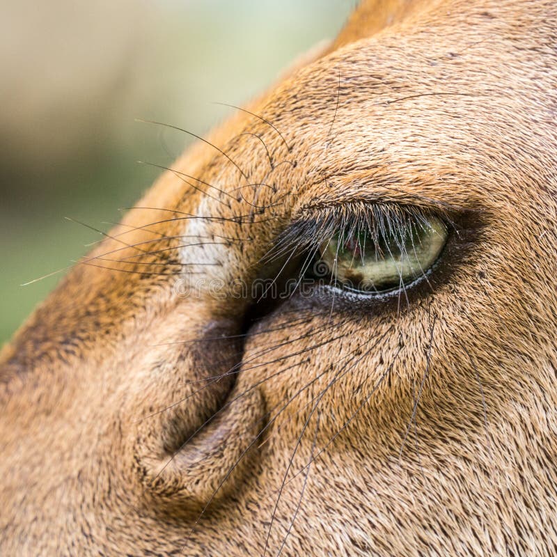 Macro shot of deer s eye stock image. Image of look, mammal - 53752163