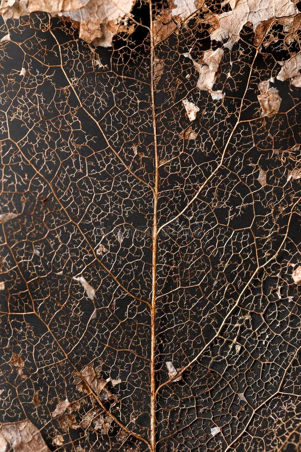 Macro Shot of a Delicate Dried Leaf Vein Skeleton Structure Stock Image ...