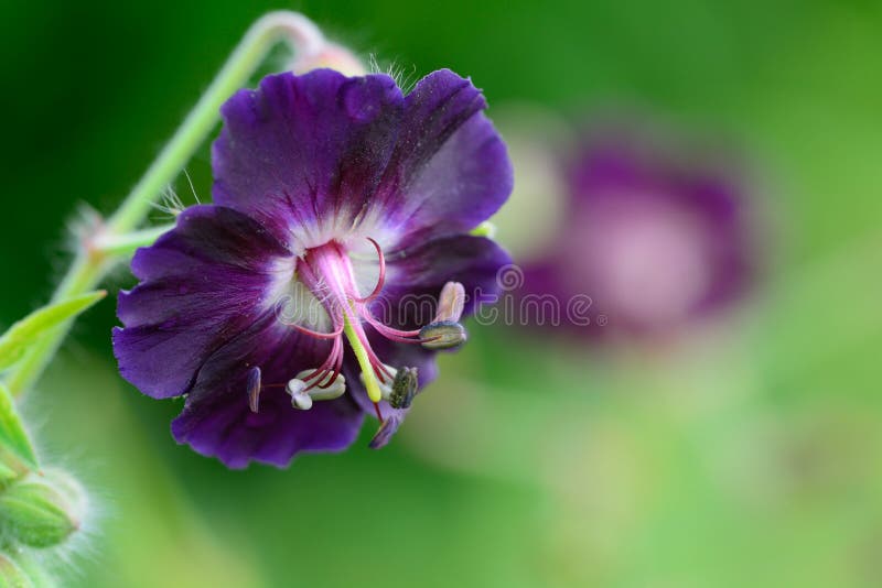 Purple geranium flowers stock image. Image of outdoor - 109725763
