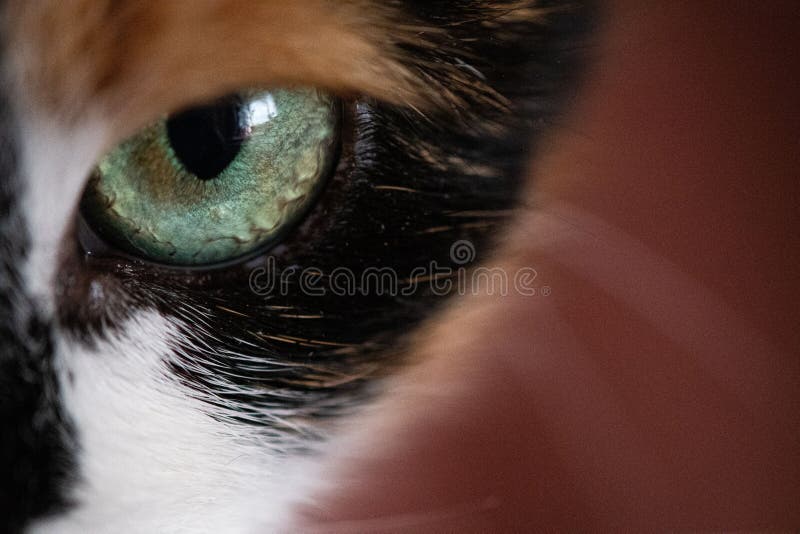 Macro Shot of a Detailed Green Cat Eye Stock Image - Image of domestic ...