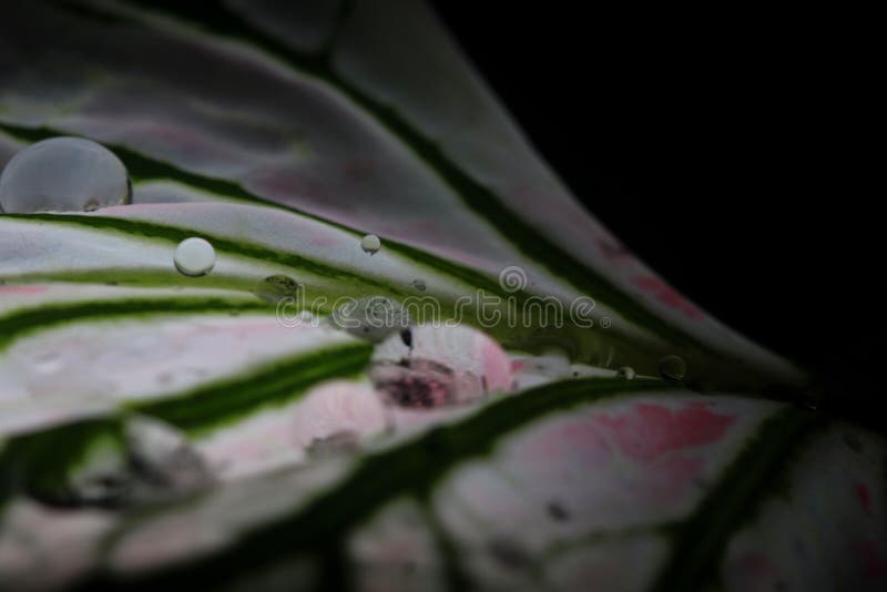 Macro Shot of the Detailed Structure of the Leaf Stock Photo - Image of ...