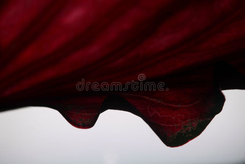Macro Shot of the Detailed Structure of the Leaf with a Maroon Color ...