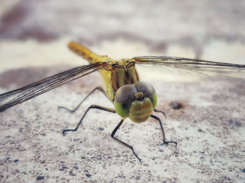 Macro Shot of Details on a Green Dragonfly Stock Image - Image of ...