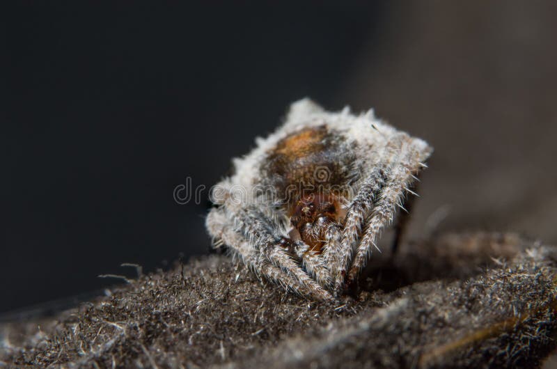 Macro Shot of a Dolophones Conifera, or a Wrap-around Spider Stock ...