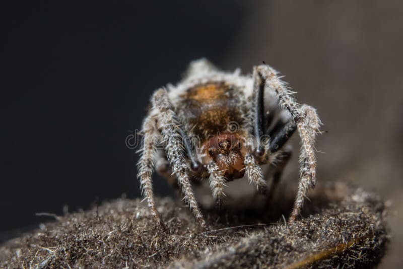 Macro Shot of a Dolophones Conifera, or a Wrap-around Spider Stock ...