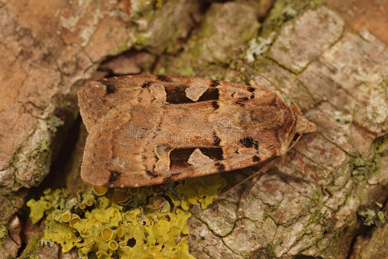 Square-spot Rustic Moth Isolated on White Background, Xestia ...