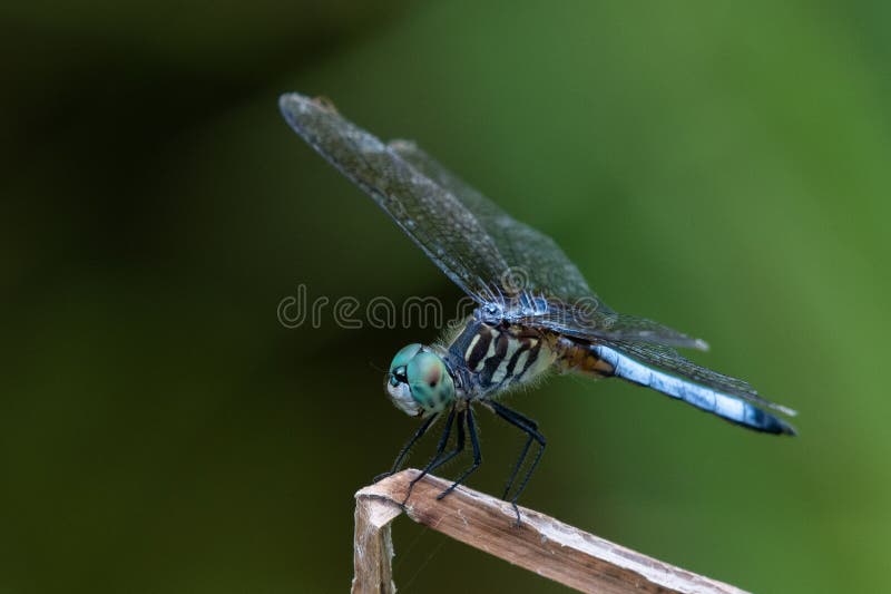 Macro Shot of a Dragonfly, an Insect Belonging To the Order Odonata ...