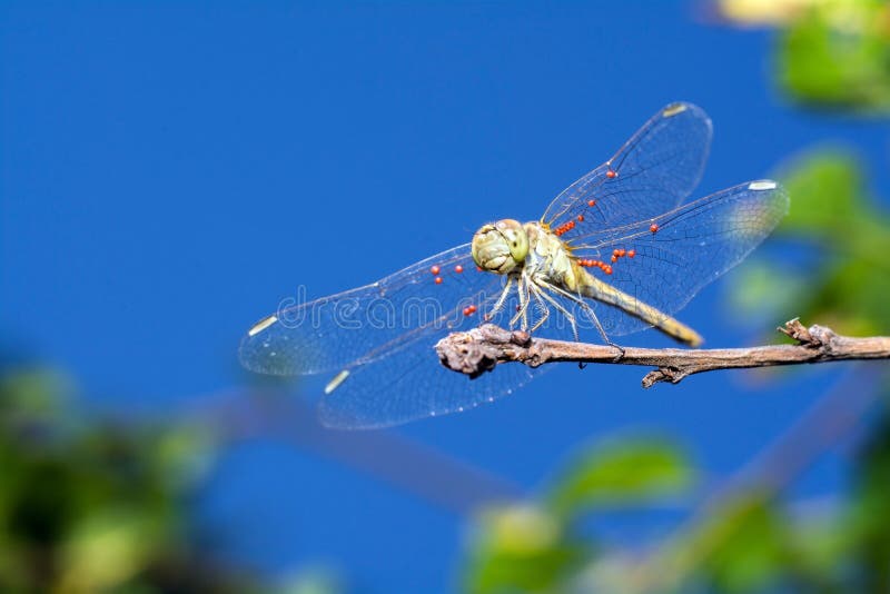 Dragonfly resting stock photo. Image of macro, winged - 56291430