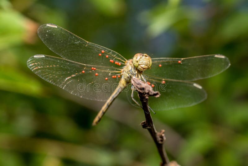 Dragonfly resting stock photo. Image of macro, winged - 56291430