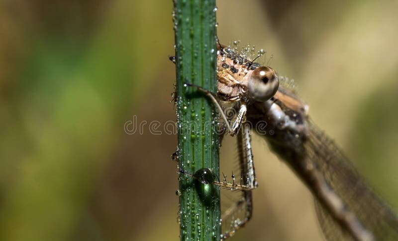 Dragonfly resting stock photo. Image of flying, little - 56291314