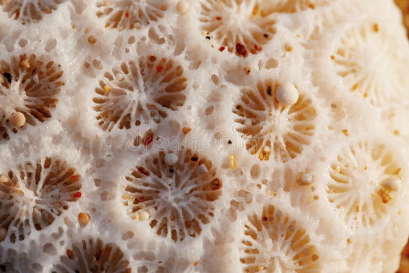 Macro Shot of Dry Shell Texture, Pattern Stock Image - Image of shell ...