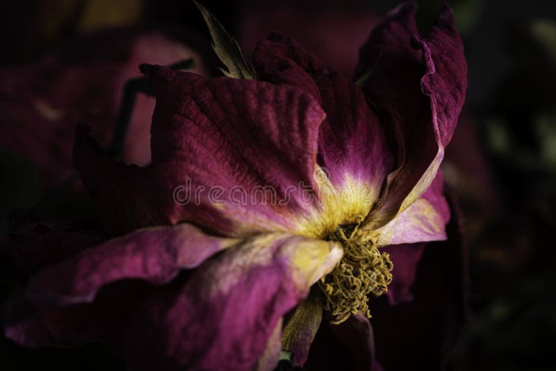 A Macro Shot of a Drying Red Rose Stock Image - Image of dark, fresh ...