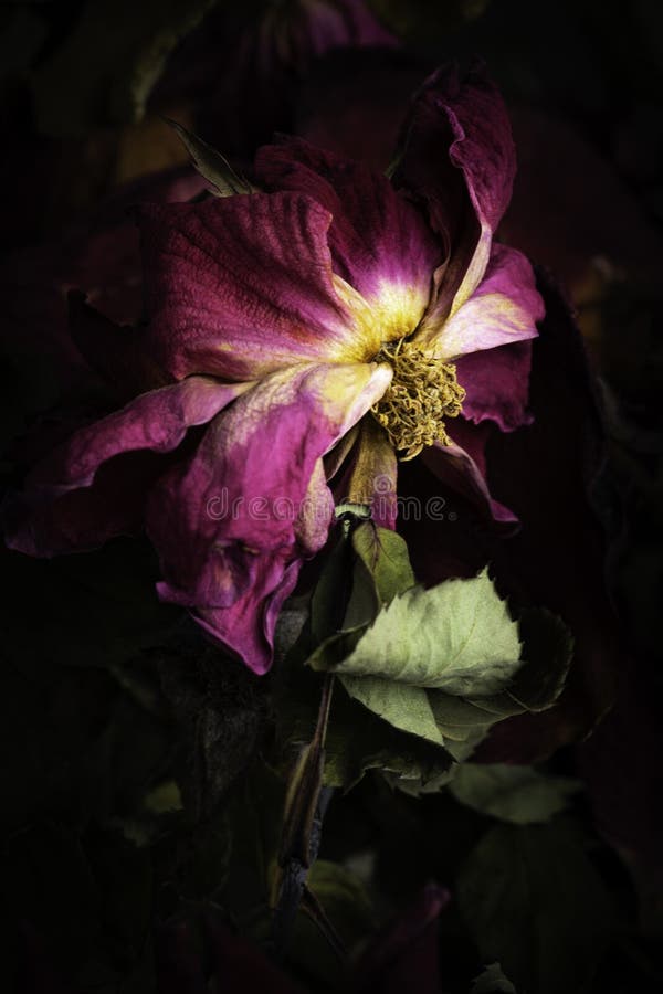 A Macro Shot of a Drying Red Rose Stock Image - Image of decoration ...