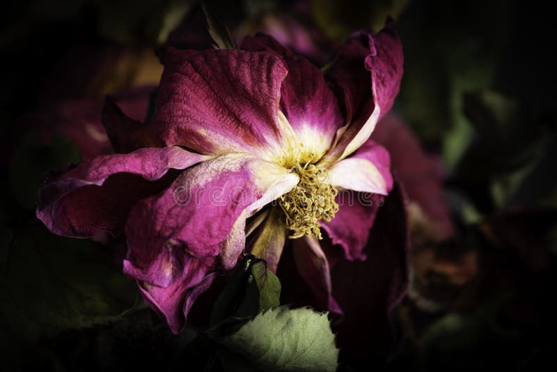 A Macro Shot of a Drying Red Rose Stock Image - Image of anther, leaves ...