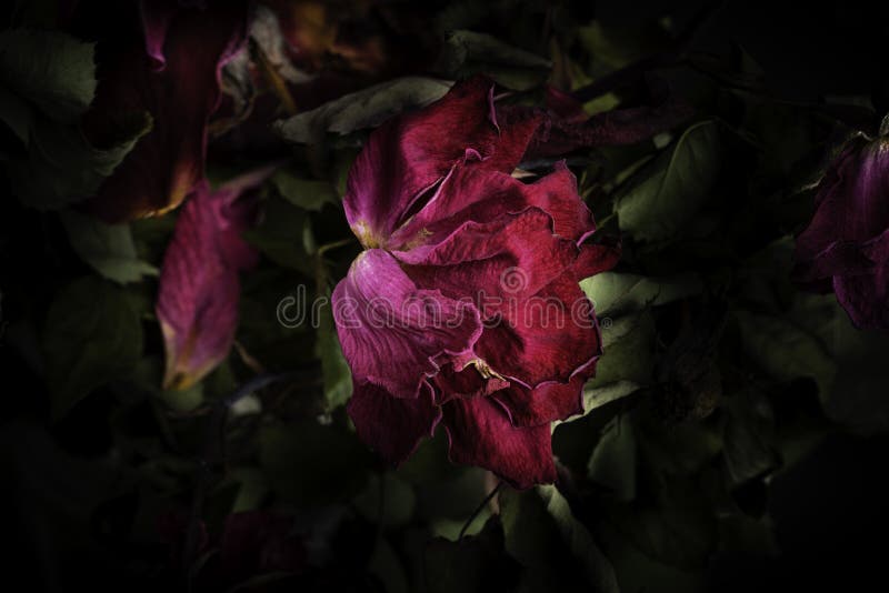 A Macro Shot of a Drying Red Rose Stock Photo - Image of dramatic ...