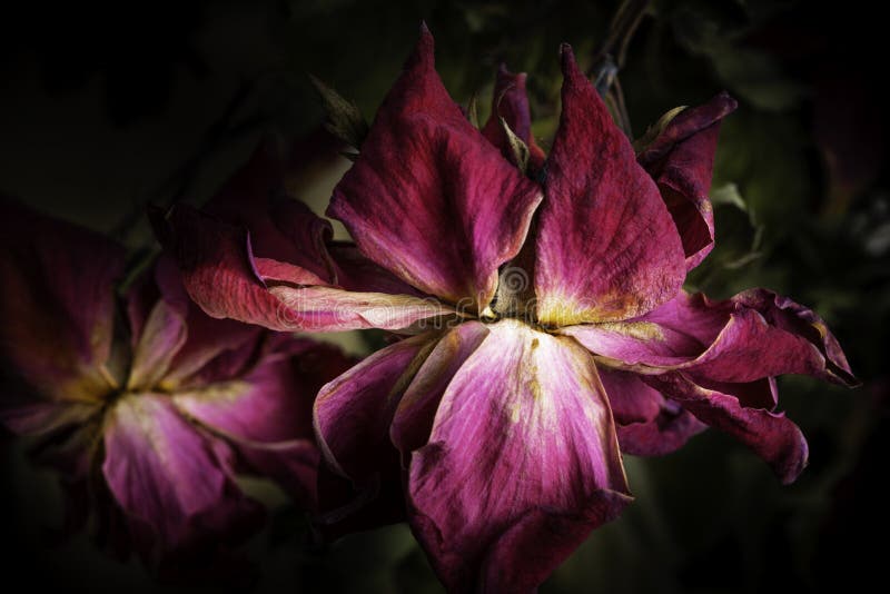 A Macro Shot of Drying Red Roses Stock Image - Image of bloody, aged ...