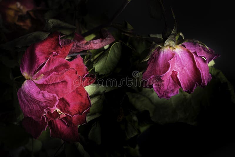 A Macro Shot of Drying Red Roses Stock Photo - Image of flaming, dying ...