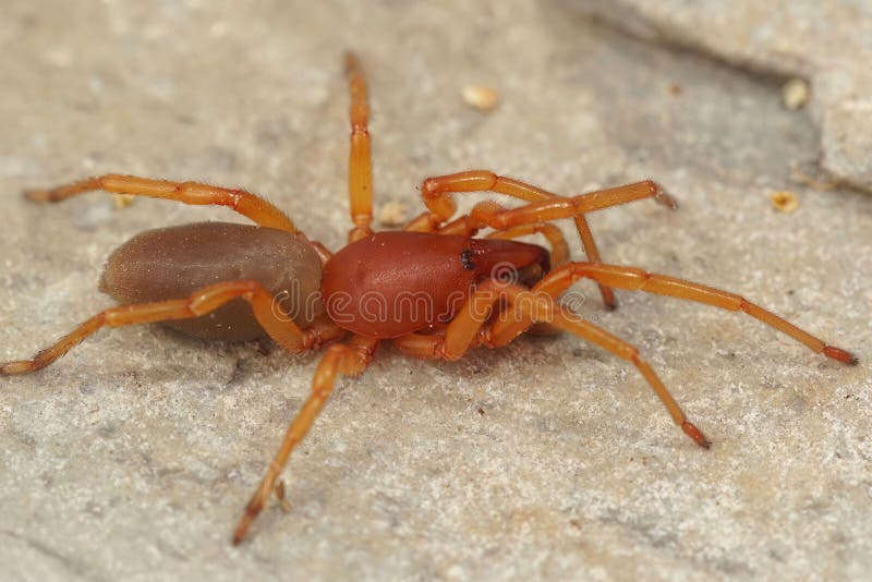 Macro Shot of a Dysdera Spider on a Ground Stock Photo - Image of stone ...