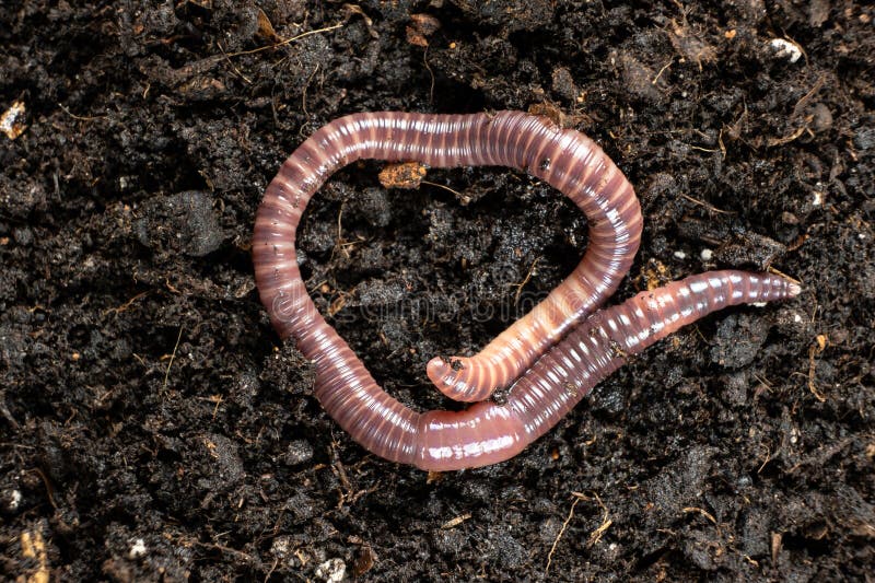 Macro Shot of Earthworm on Moist Soil Surface Stock Photo - Image of ...