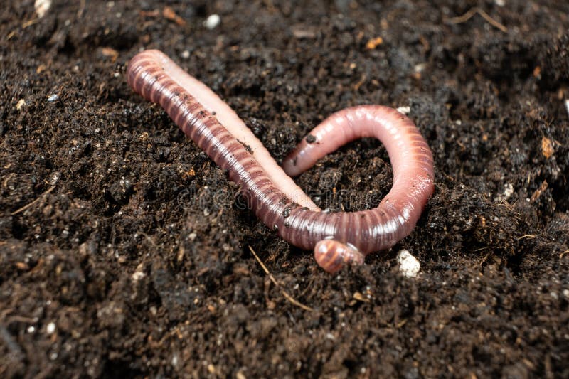 Macro Shot of Earthworm on Moist Soil Surface Stock Image - Image of ...