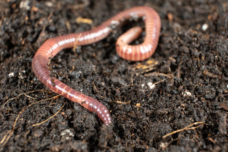Macro Shot of Earthworm in Natural Habitat Stock Photo - Image of ...