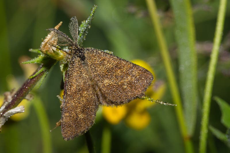 Macro Shot of an Earthy Brown Moth on a Plant Stem a Garden Setting ...