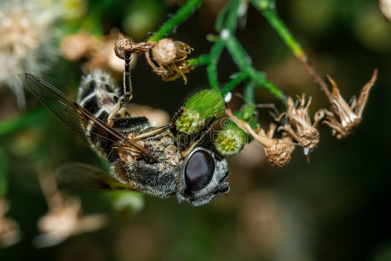 Funeralis Stock Photos - Free & Royalty-Free Stock Photos from Dreamstime