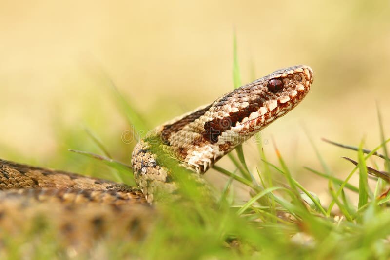 Macro Shot of European Common Adder Stock Image - Image of head, adder ...