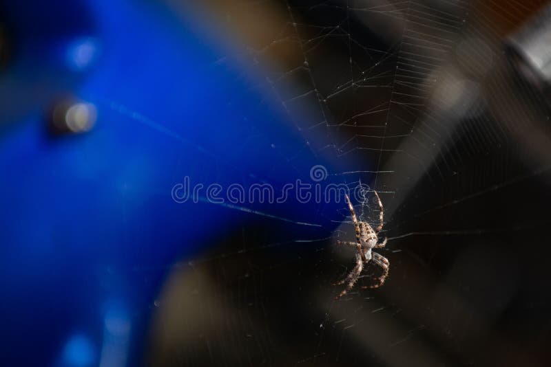 Macro Shot of a European Garden Spider Hanging on a Spider Web Stock ...