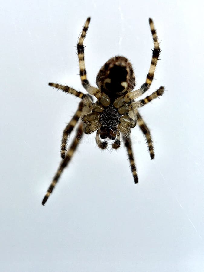 Macro Shot from a European Garden Spider Stock Image - Image of spider ...
