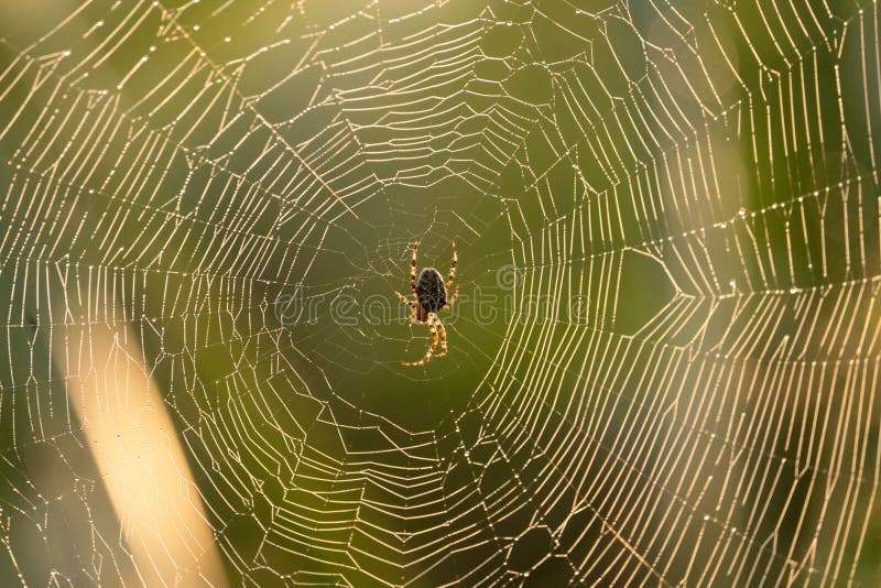 Macro Shot of a European Garden Spider on the Spiderweb Stock Image ...