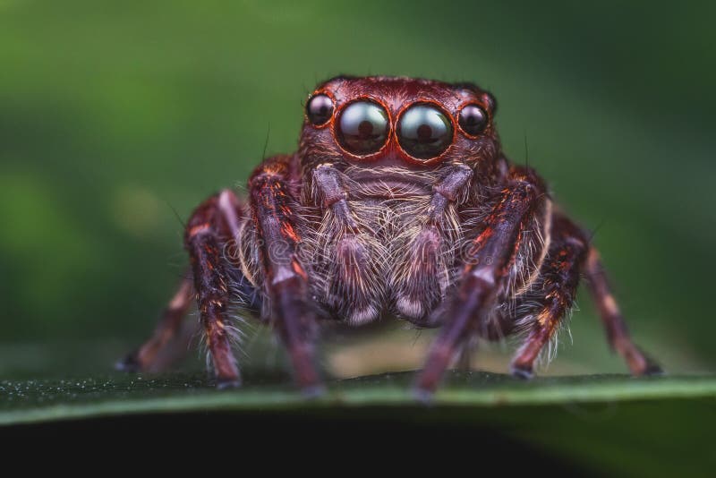 Macro Shot of an Evarcha Spider with Many Eyes Stock Photo - Image of ...