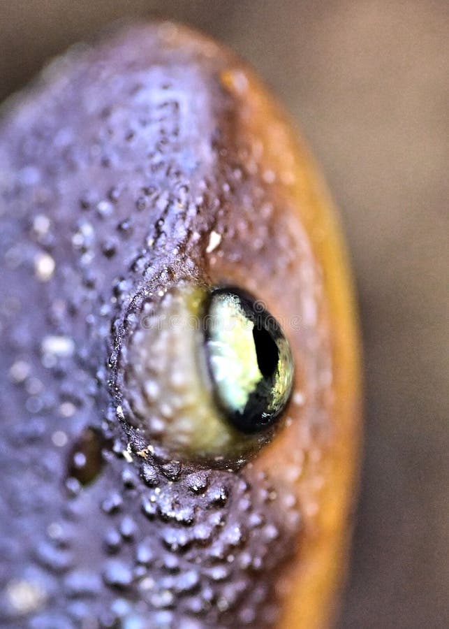 Macro Shot of an Eye of an Amphibian Stock Image - Image of macro ...