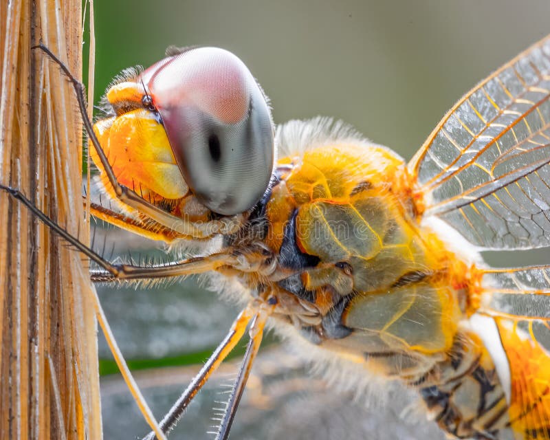 A Macro Shot of Face of Dragonfly Stock Photo - Image of transparent ...