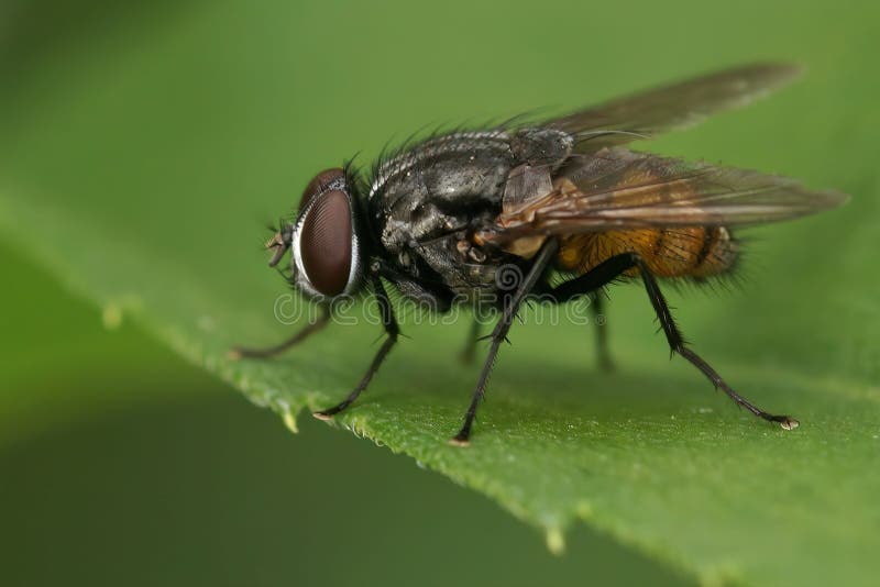 Macro Shot of a Face Fly on a Green Leaf Surface Stock Image - Image of ...