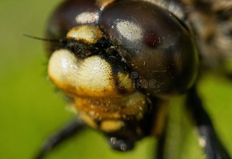 Macro Shot of the Facet Eyes of an Ant Stock Image - Image of eyes ...