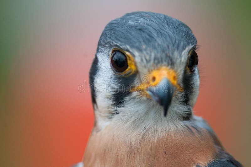 Macro Shot of the Falcon Bird Beak Stock Image - Image of blurred ...