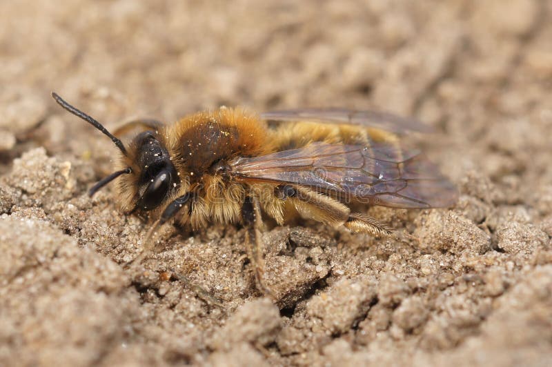 Macro Shot of a Female Andrena Praecox Stock Photo - Image of praecox ...