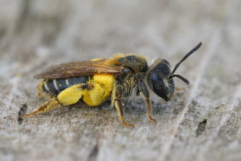 Macro Shot of a Female Broad-faced Mining Bee with Yellow Pollen Stock ... Macro Shot of a Female Broad-faced Mining Bee with Yellow Pollen Stock ...