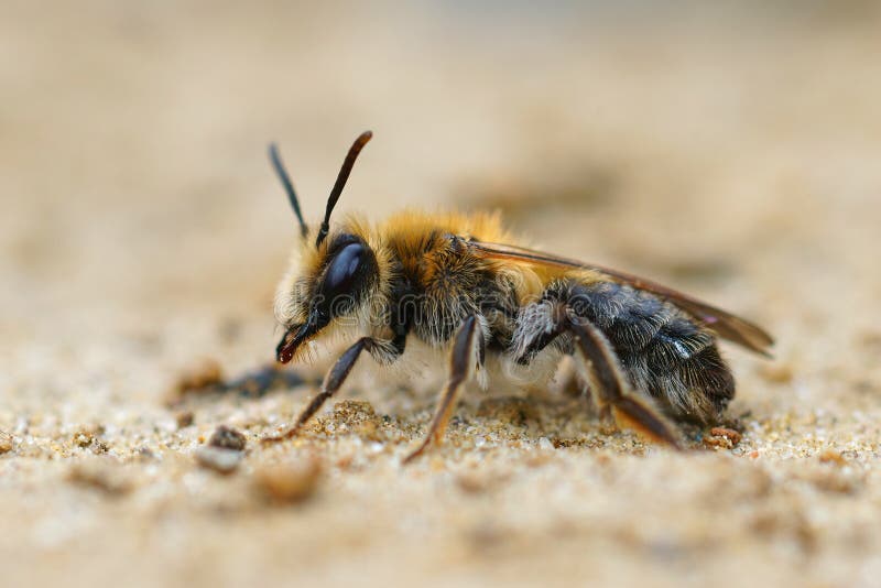 Macro Shot of a Female Mellow Miner on the Ground Stock Image - Image ...