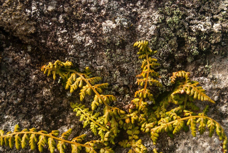 Macro Shot of Fern Growing from a Stone Wall - Lanceolate Spleenwort ...