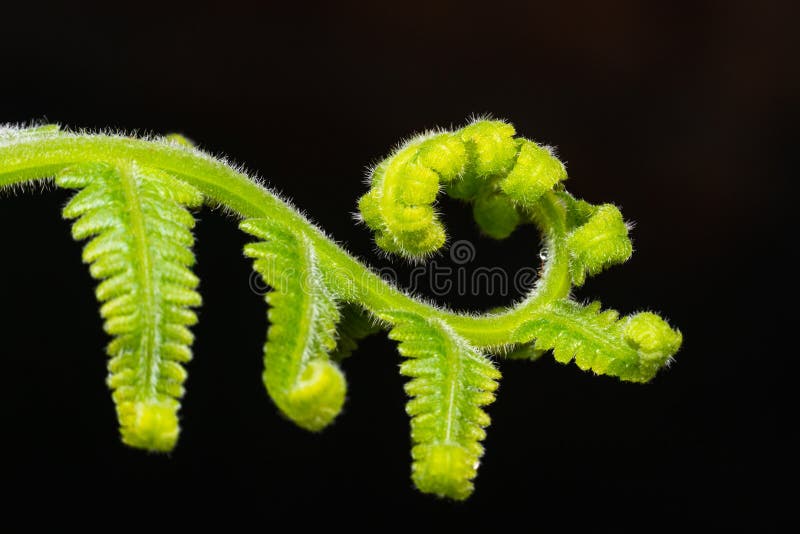 Macro shot of fern leave stock image. Image of natural - 145563775
