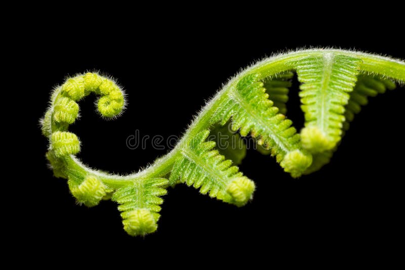 Macro shot of fern leaf stock image. Image of botany - 145676015