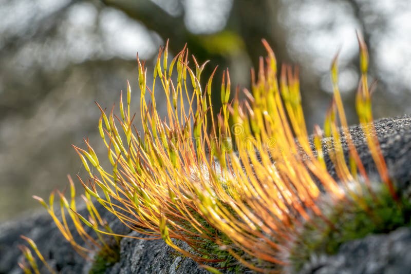 The flower threads stock photo. Image of white, threads - 144441134