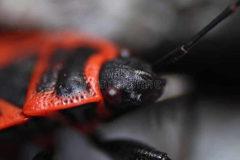 Macro Shot of a Firebug, Pyrrhocoris Apterus. Stock Photo - Image of ...