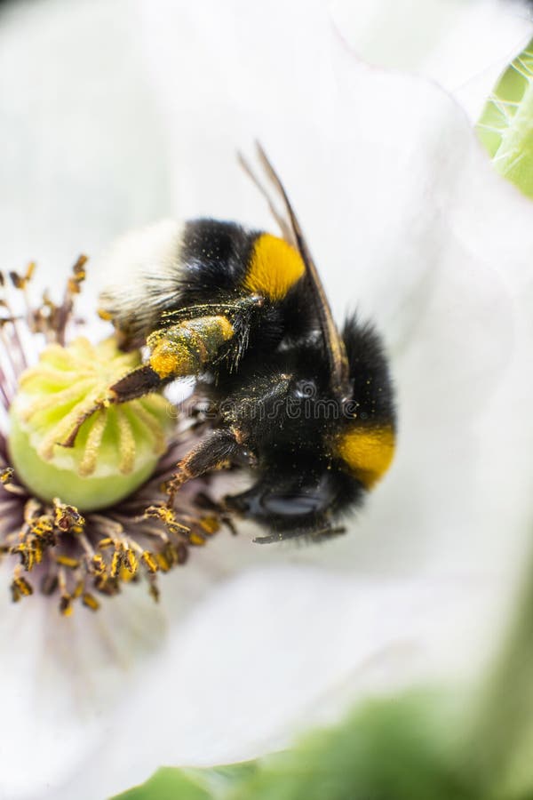 Macro Shot of a Fluffy Bumblebee on a White Flower Stock Photo - Image ...