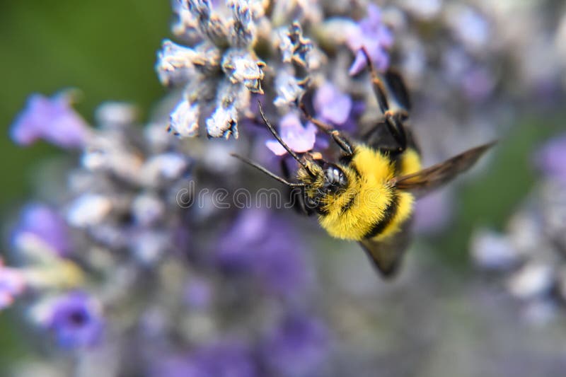 Macro Shot of a Fluffy Yellow Bee Pollinating Purple Flowers Stock ...