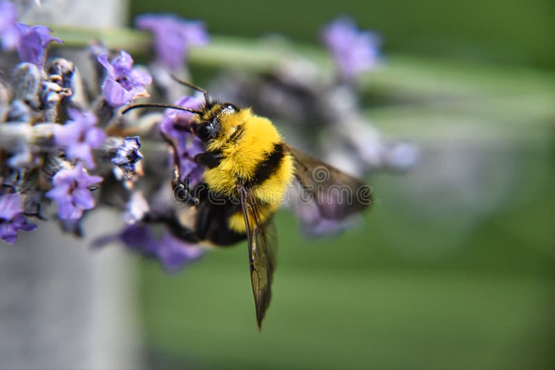 Macro Shot of a Fluffy Yellow Bee Pollinating Purple Flowers Stock ...