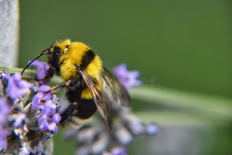 Macro Shot of a Fluffy Yellow Bee Pollinating Purple Flowers Stock ...