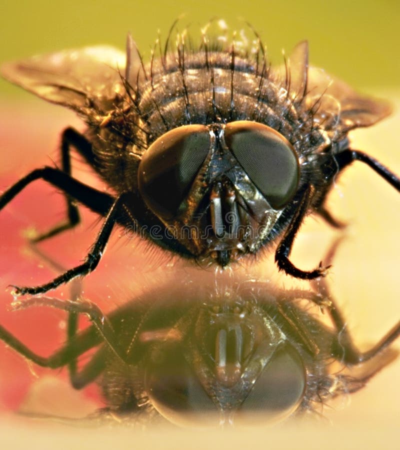 Eyes of a fly stock photo. Image of summer, pest, insect - 5562822